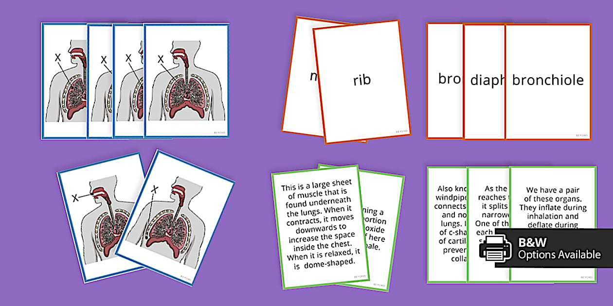 Respiratory System Cards Respiration Activity | KS3 Biology
