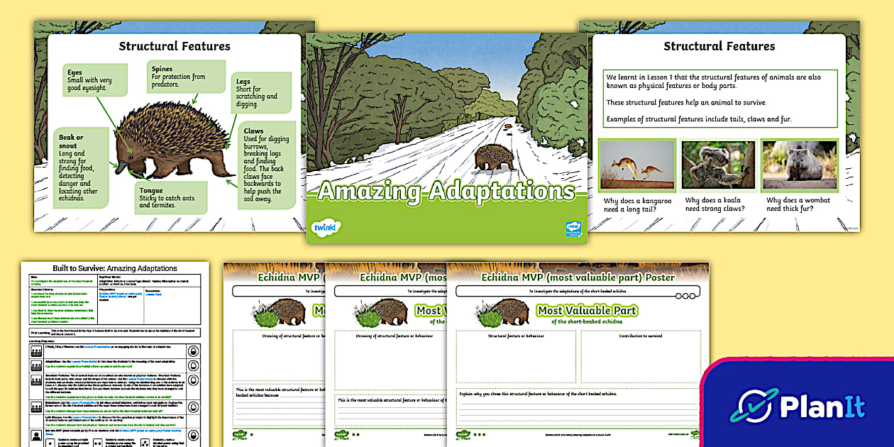 Year 5 Science Built to Survive Lesson 3 Amazing Adaptations