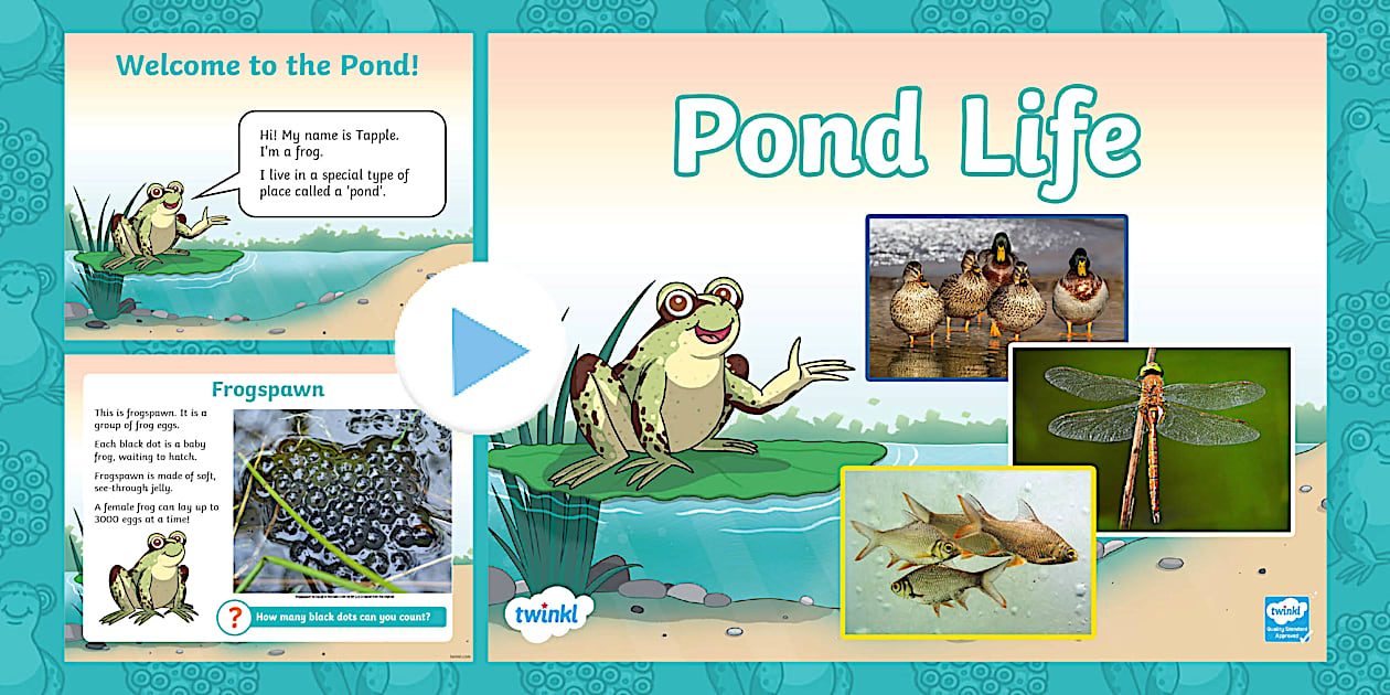 EYFS Pond Life Information PowerPoint (teacher made)