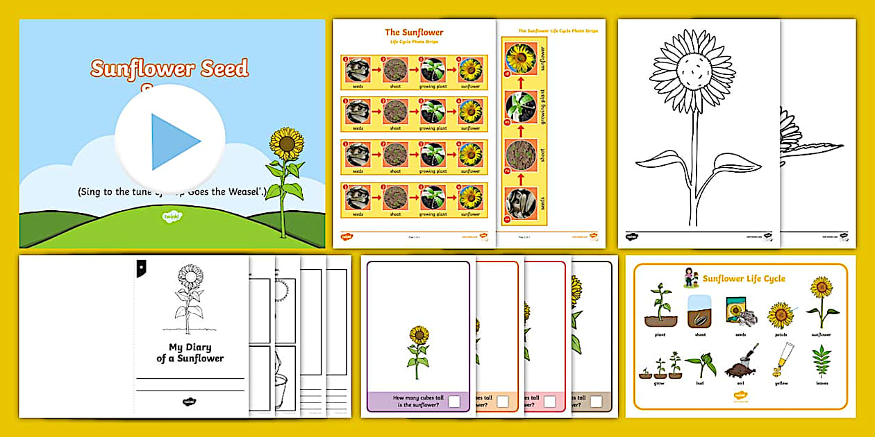Black and White Sunflower Life Cycle Display Posters
