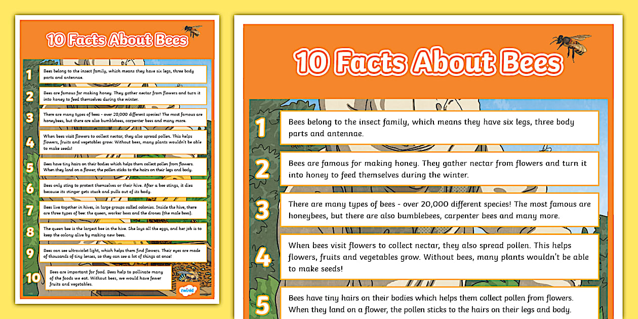 10 Facts About Bees Display Poster