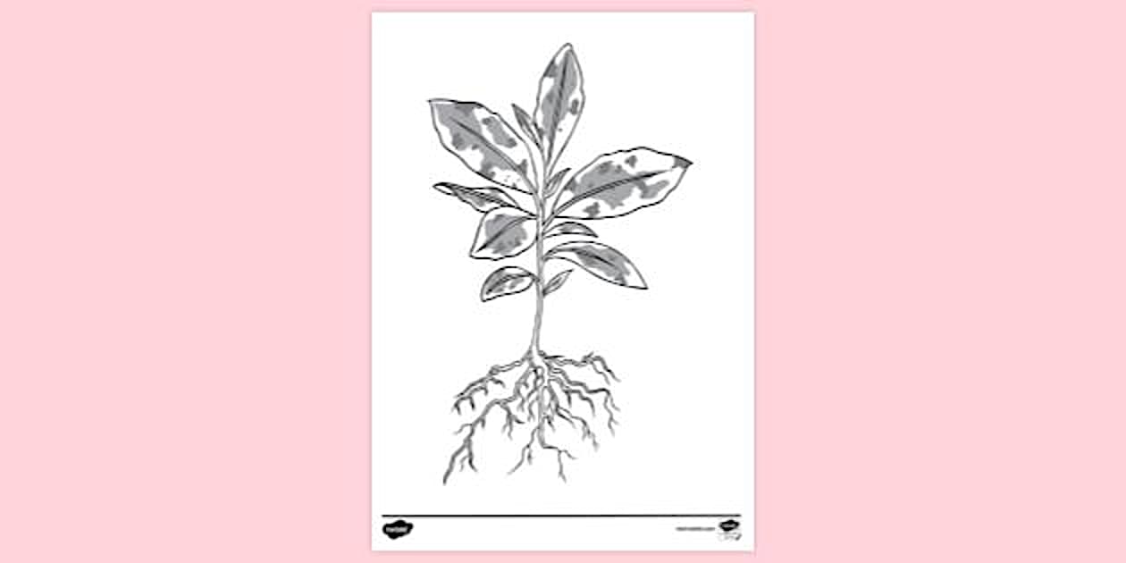 Plant Potassium Deficiency Colouring Sheet - Twinkl