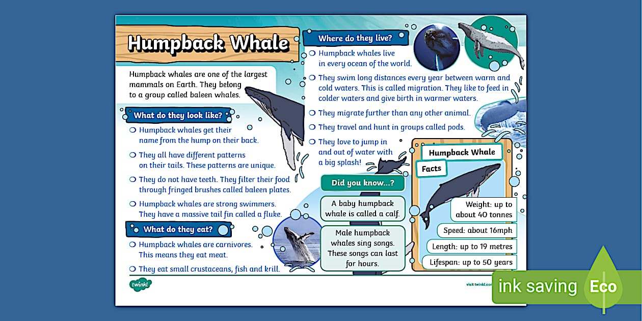 Humpback Whale Fact File (ティーチャーメイド)