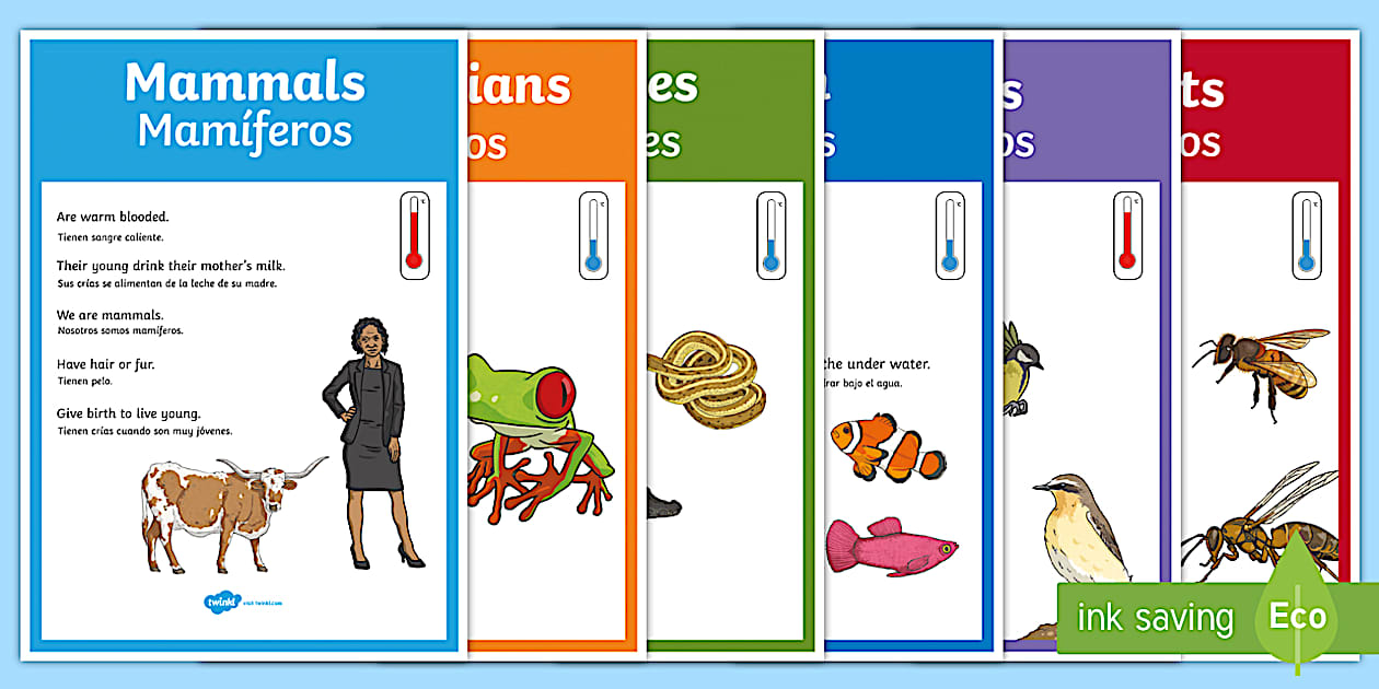 Animal Groups Display Posters - English / Spanish - Twinkl