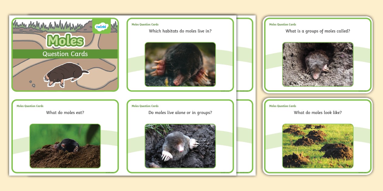 KS1 Moles Question Cards - KS1 (teacher made) - Twinkl