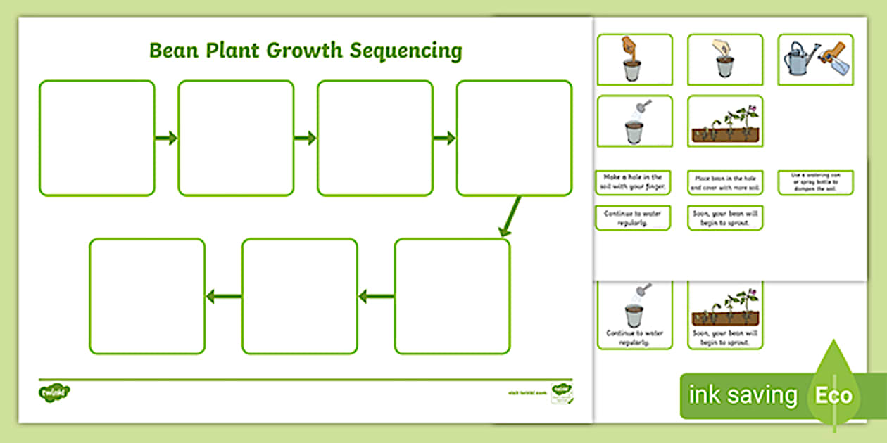Bean Plant Growth Sequencing Activity (teacher made)