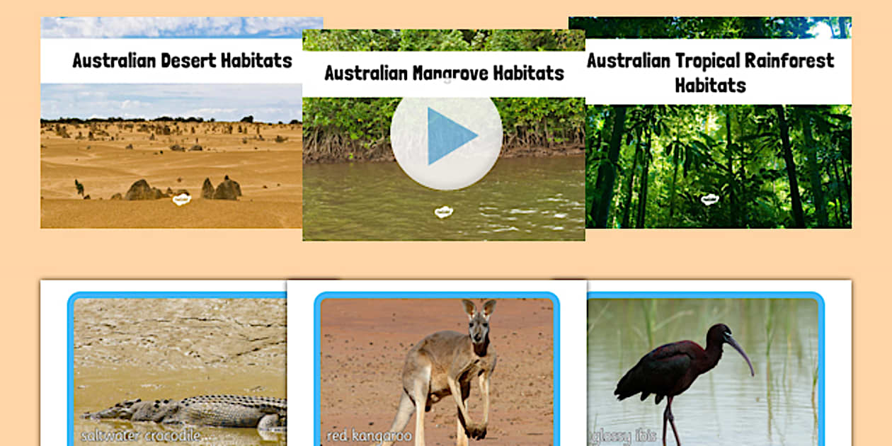 Australian Mangroves Deserts and Tropical Rainforests PowerPoints and Photo