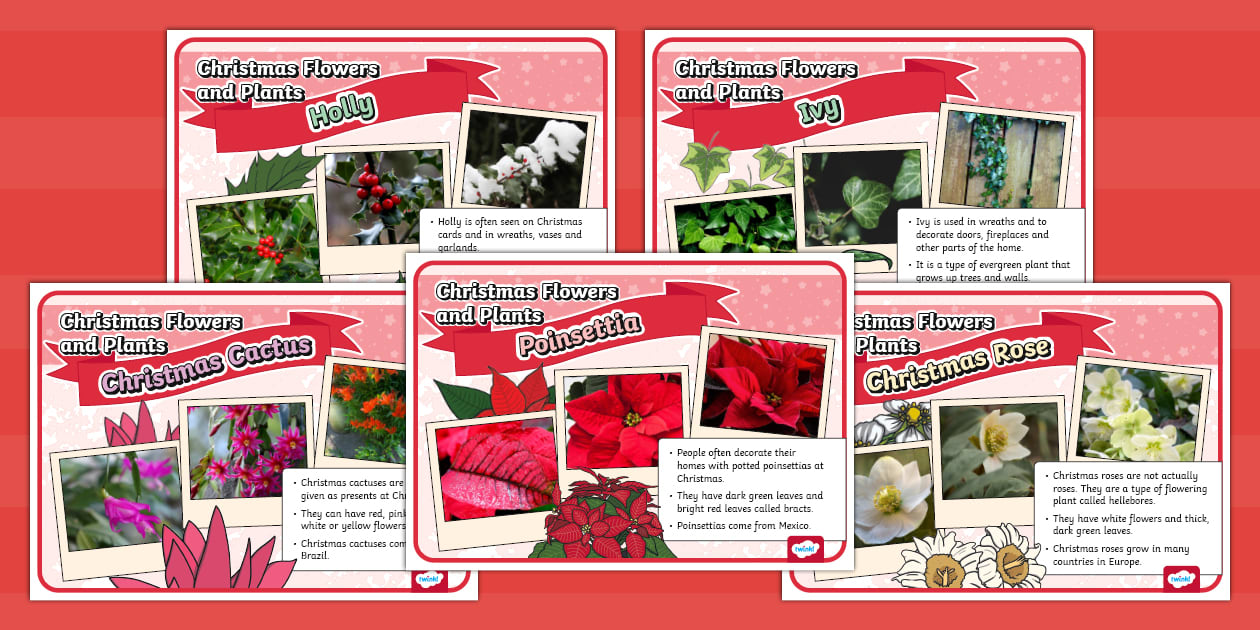 Christmas Flowers and Plants Posters - KS1 - Twinkl
