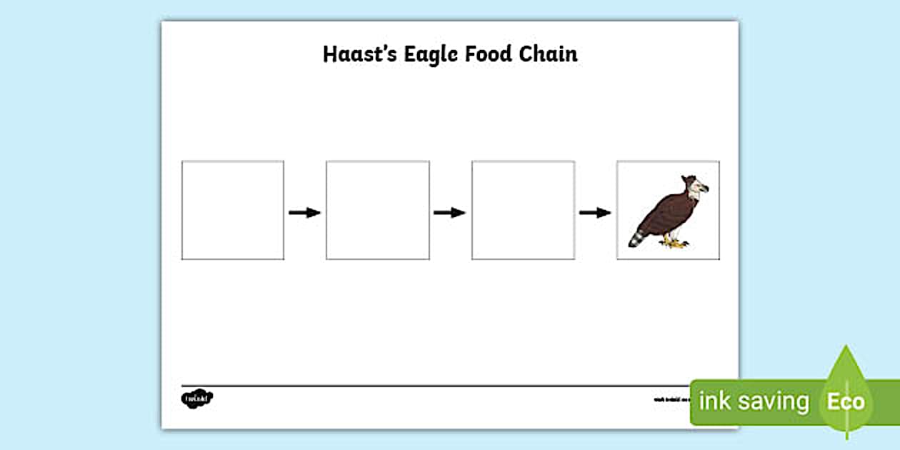 Haast’s Eagle Food Chain Activity (teacher made) - Twinkl