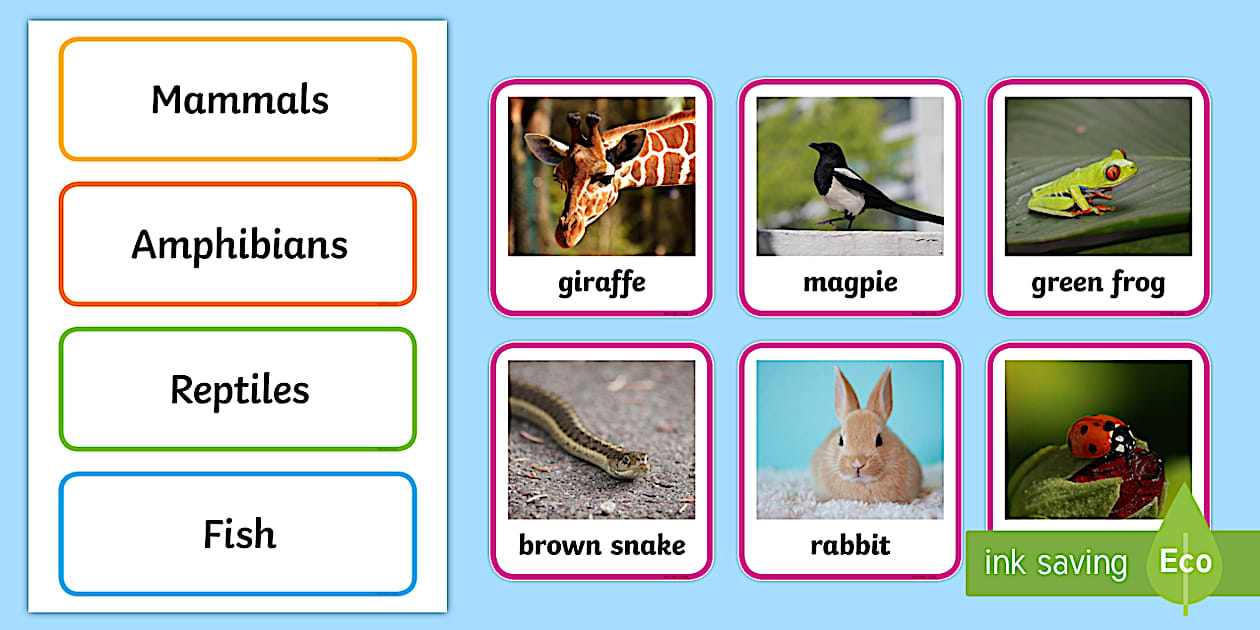 Animal Groups Sorting Cards Photos (teacher made) - Twinkl