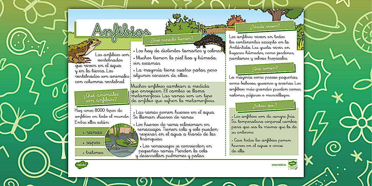 Hoja informativa: Los anfibios (Teacher-Made) - Twinkl