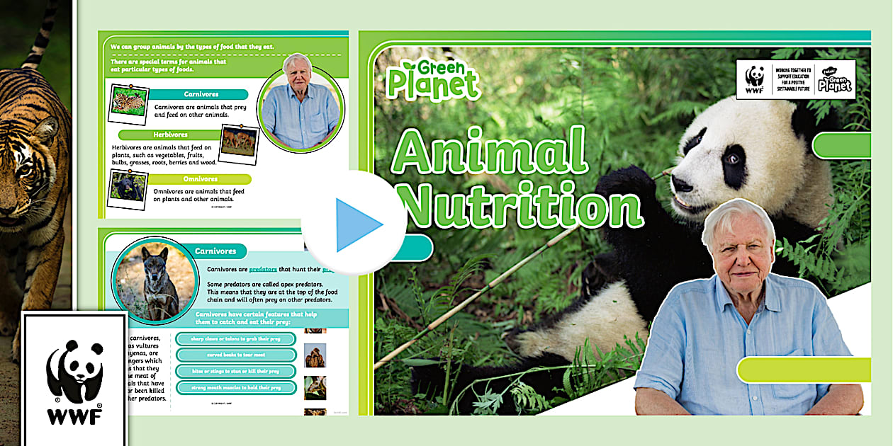 WWF: Animal Nutrition PowerPoint with David Attenborough 7-9