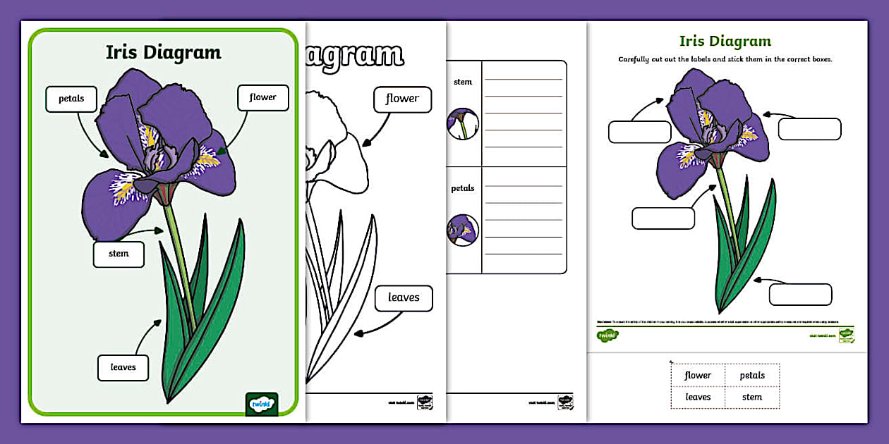 Iris Flower Diagram Pack (Teacher-Made) - Twinkl