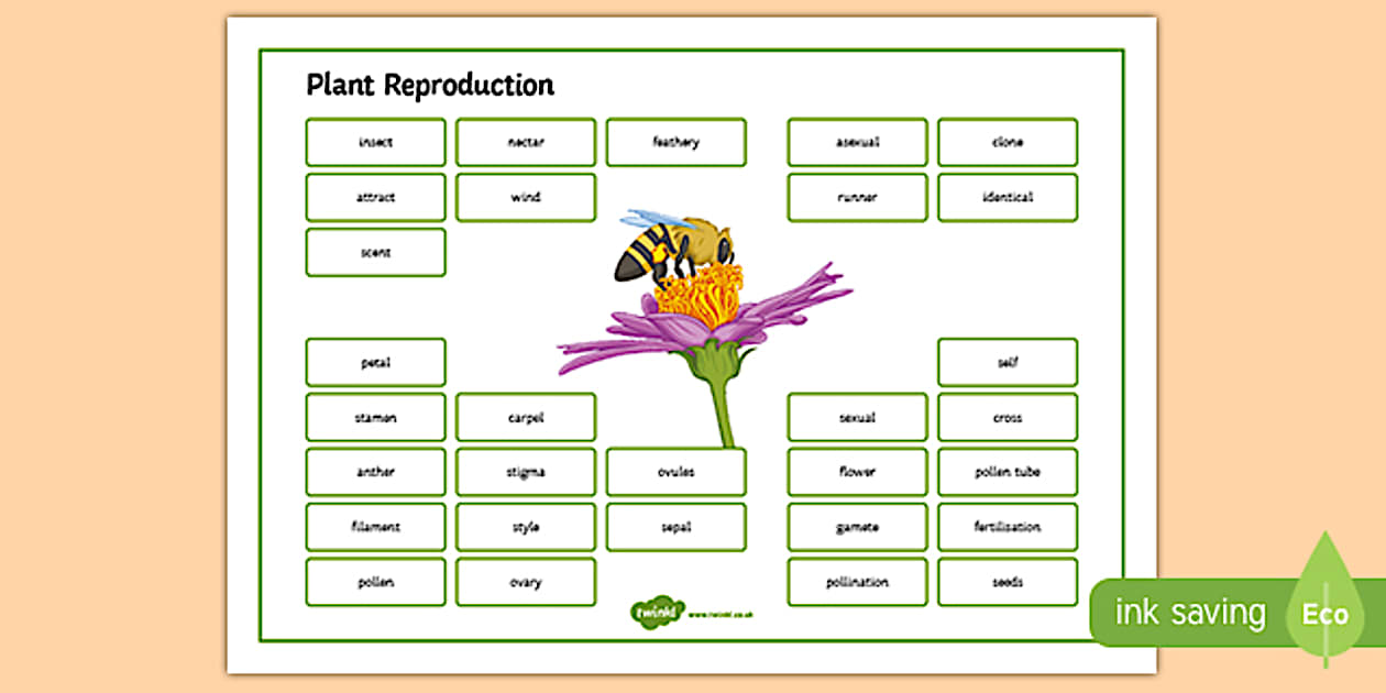 Editable Plant Reproduction Word Mat (teacher made) - Twinkl