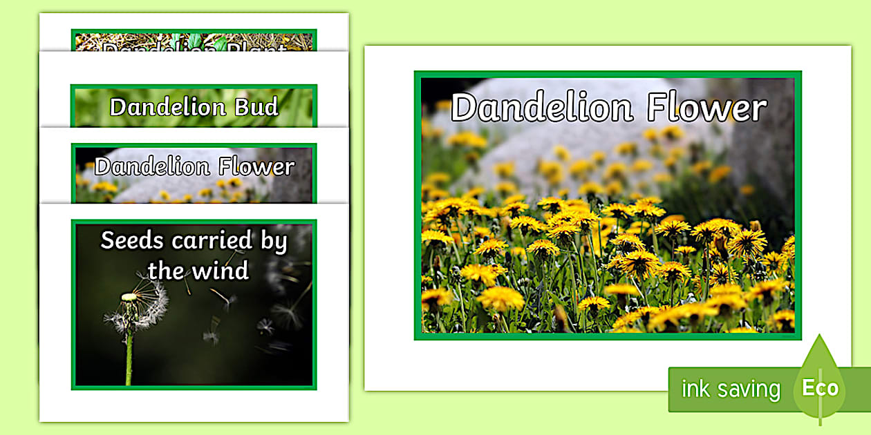 Dandelion Life Cycle Display Photos (teacher made) - Twinkl