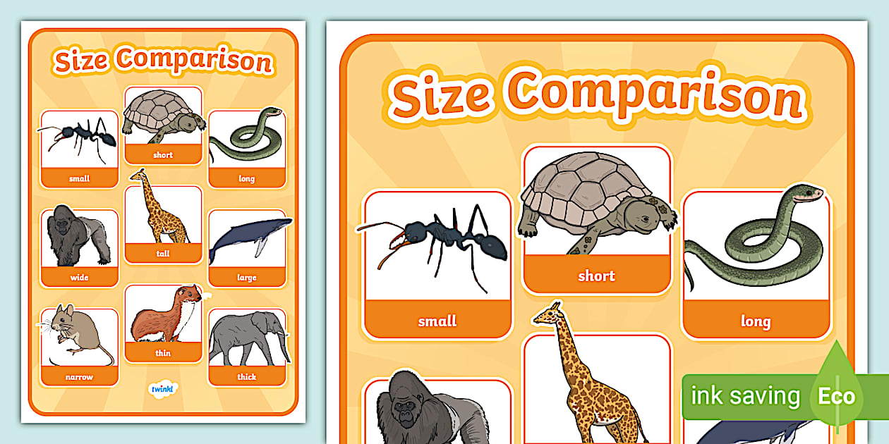 Size Comparison Display Poster (Teacher-Made) - Twinkl