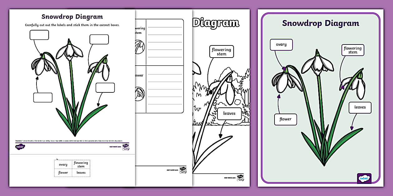 Snowdrop Diagram Pack (teacher made) - Twinkl