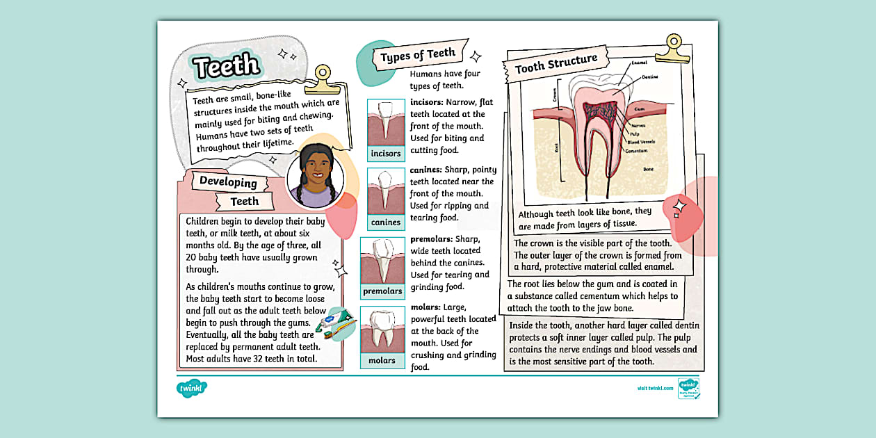 KS2 Teeth Fact File (teacher made) - Twinkl