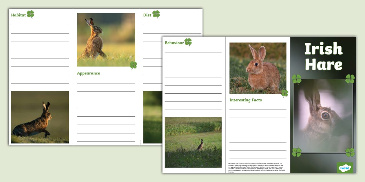 Irish Hare Leaflet Template (Teacher-Made) - Twinkl
