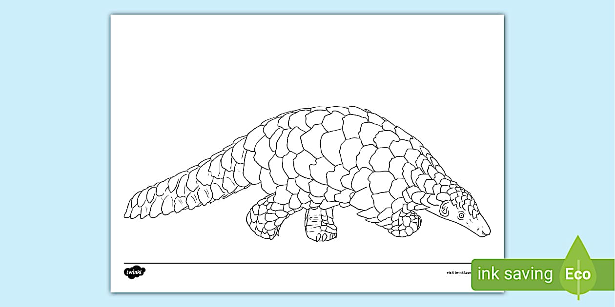 Pangolin Colouring Sheet | Worksheets | Twinkl - Twinkl