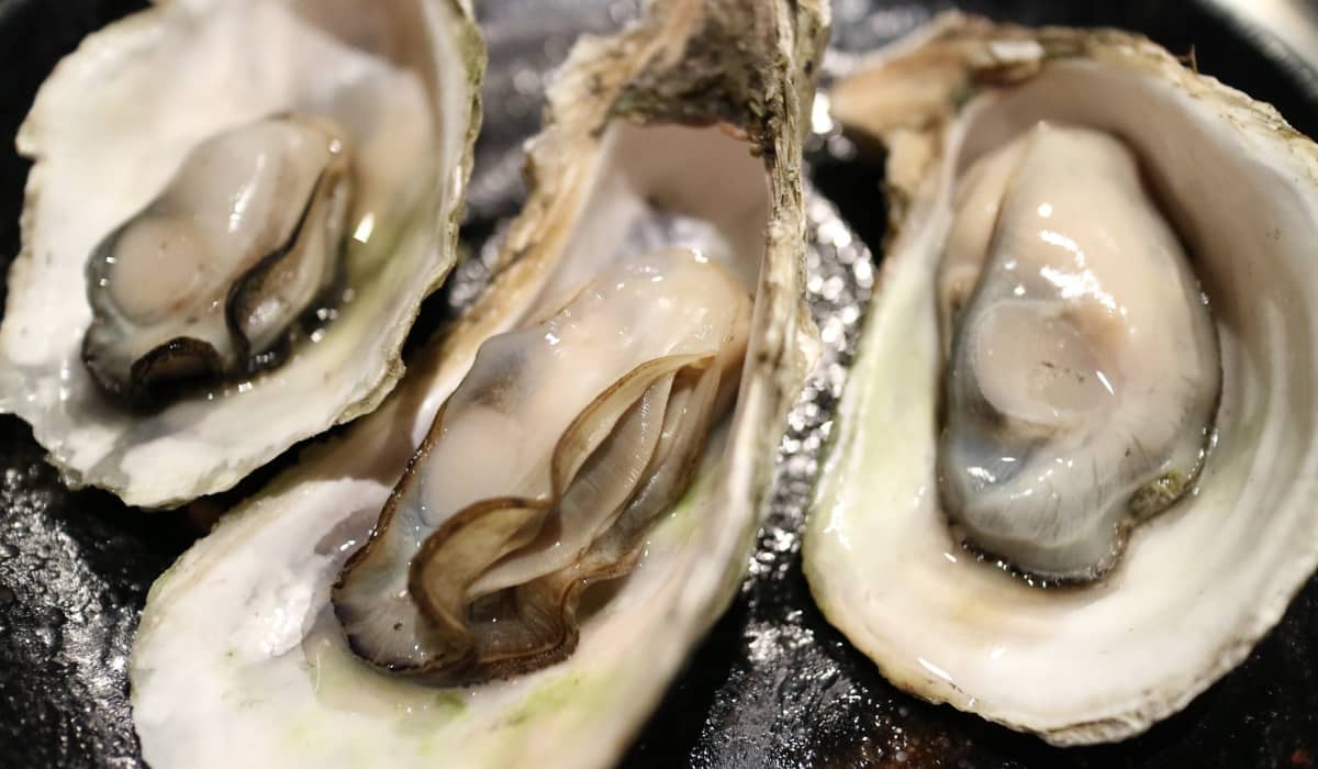Oyster Comeback - Twinkl NewsRoom - Twinkl