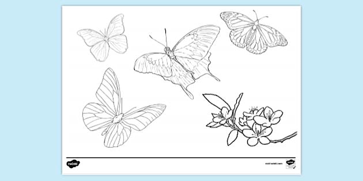 Butterfly Colouring | Colouring Sheets (teacher made)