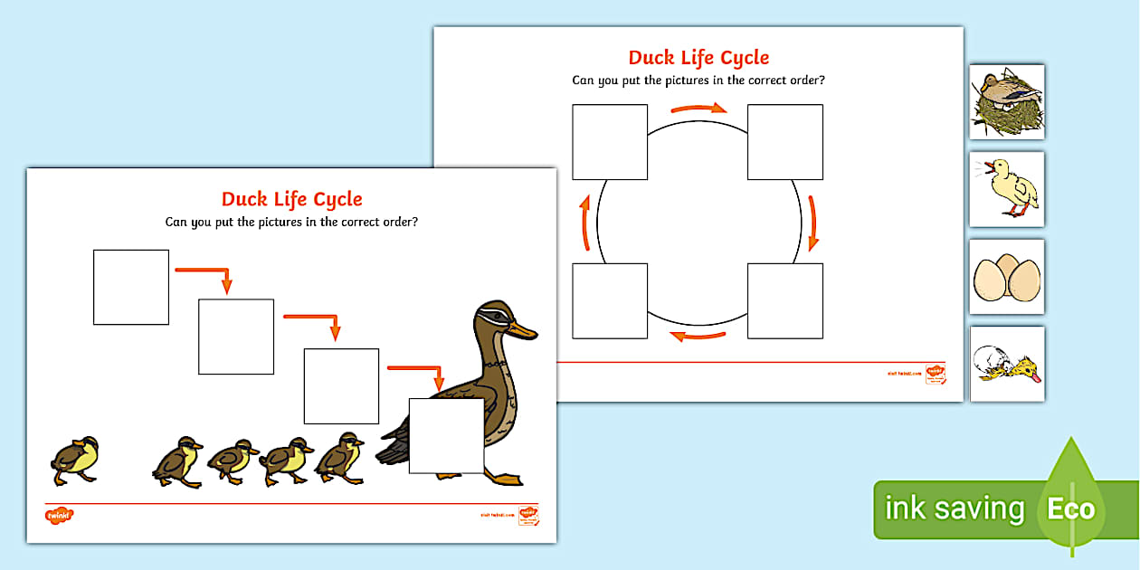 Black and White Duck Life Cycle Worksheets (teacher made)