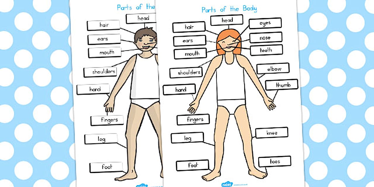 Human Body Labelled Diagram | Body Parts Drawing Picture