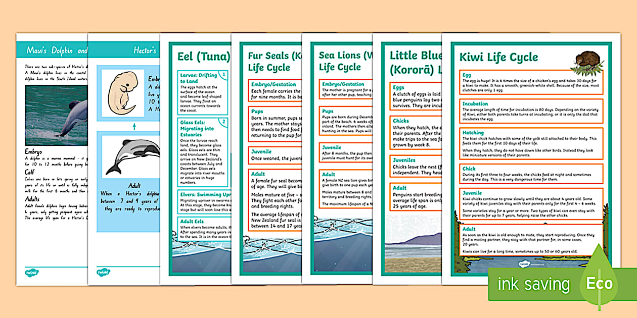 New Zealand Animals Life Cycles Resource Pack (teacher made)