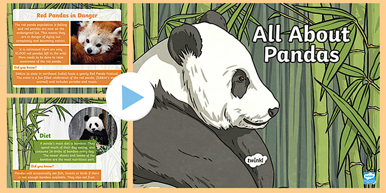 Interesting Panda Facts - PowerPoint - KS2 - Twinkl