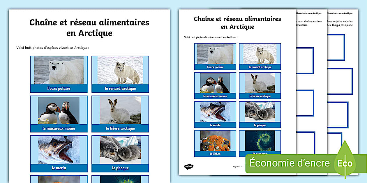 Activité de chaîne et réseau alimentaires en Arctique