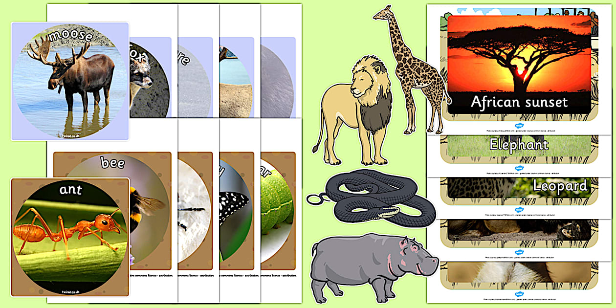 Printable Animal Pictures - Primary Resources