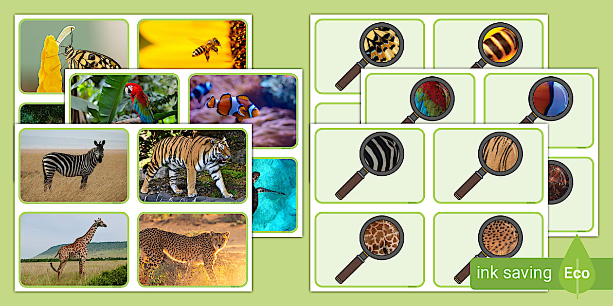 Animal Pattern Matching Cards | Twinkl (teacher made)