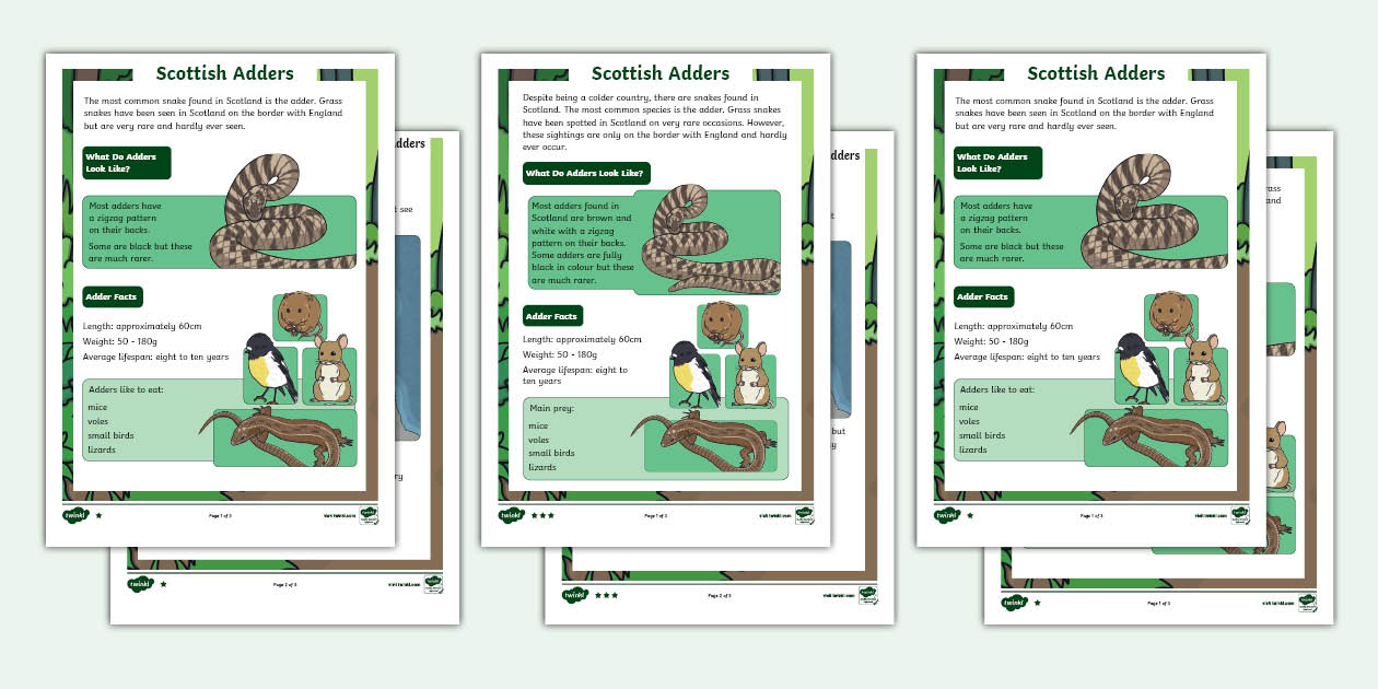 All About Scottish Adders Differentiated Fact File - Twinkl