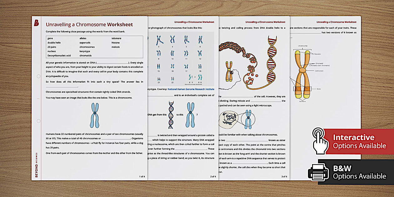 Unravelling a Chromosome Cloze Activity (teacher made)