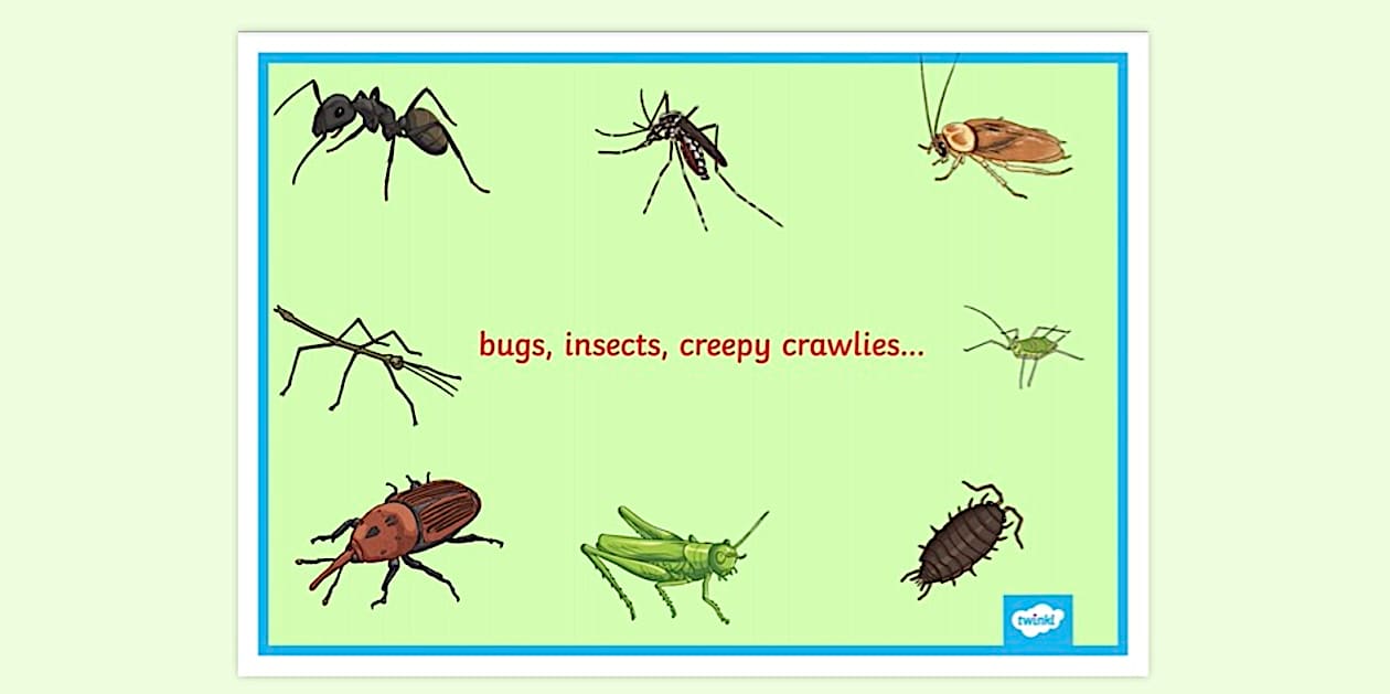Insect Poster | Twinkl Display Resources (teacher made)