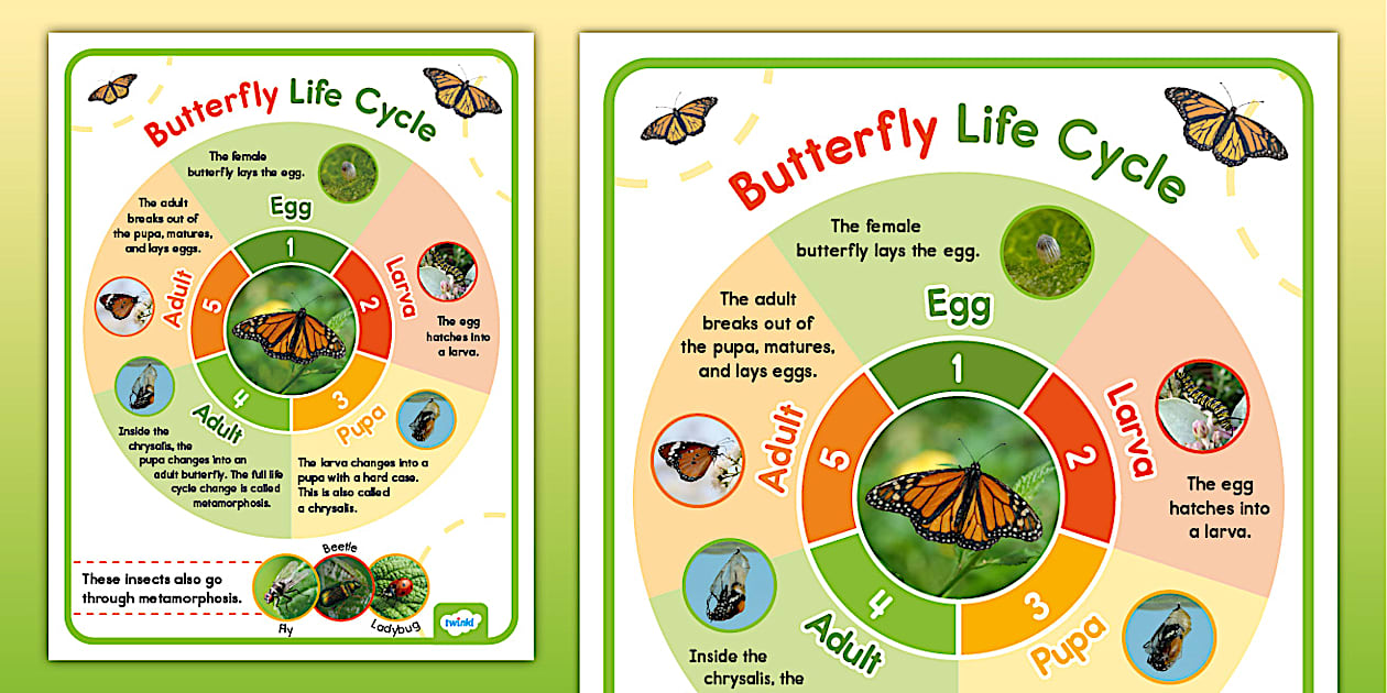 Colorful Butterfly Life Cycle Poster for Kids | Twinkl USA