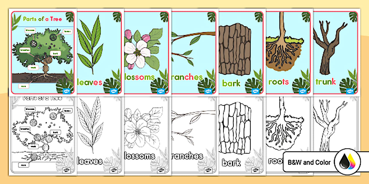 Parts of a Tree Posters (teacher made) - Twinkl