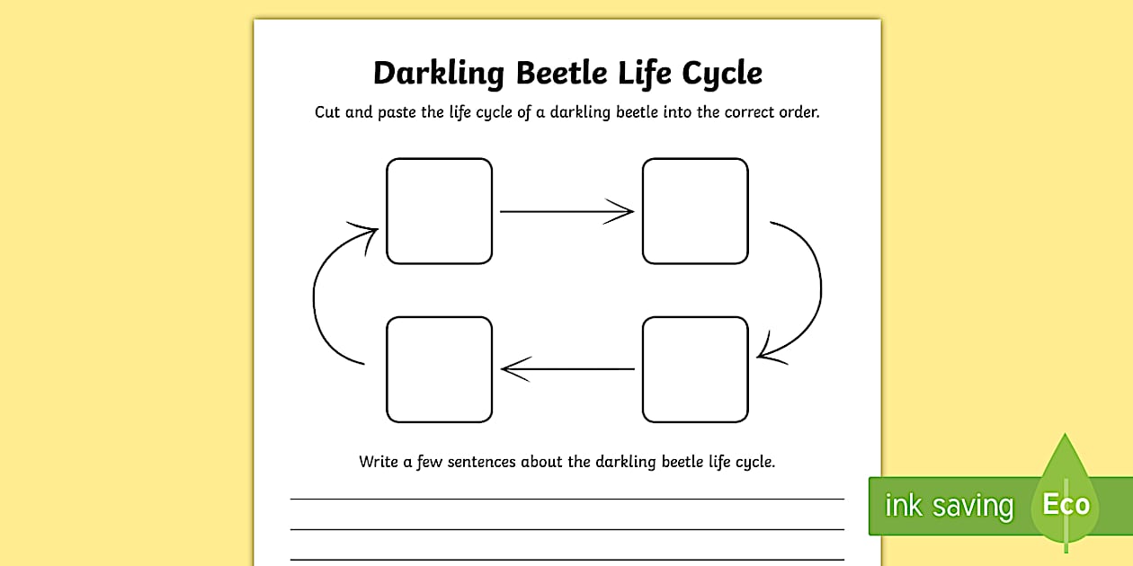 Editable Darkling Beetle Life Cycle Sentence Writing Worksheet