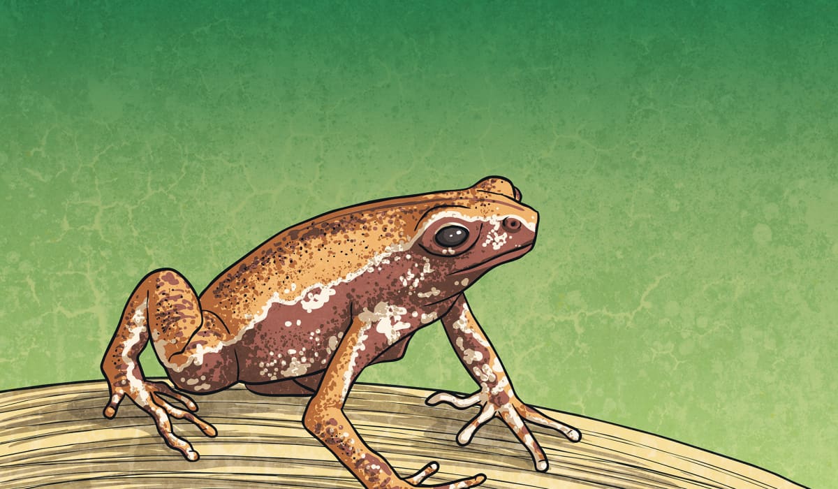 Mysterious Frog - Twinkl NewsRoom - Twinkl