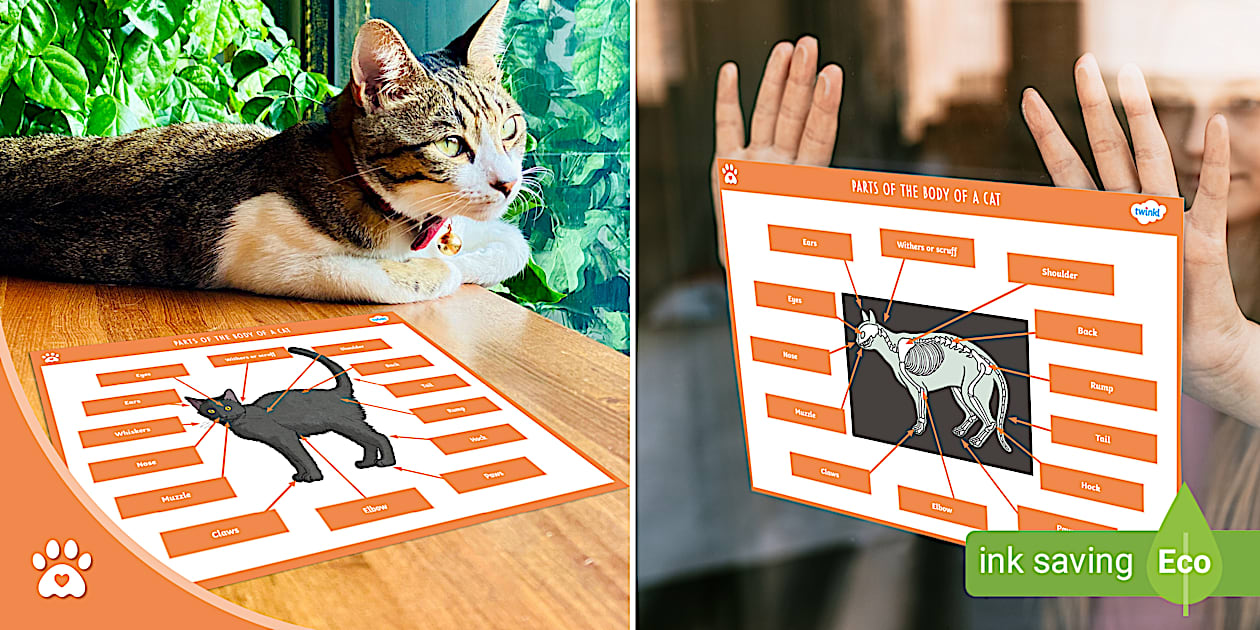 Parts of the Body of a Cat - Display Posters - Twinkl Pets
