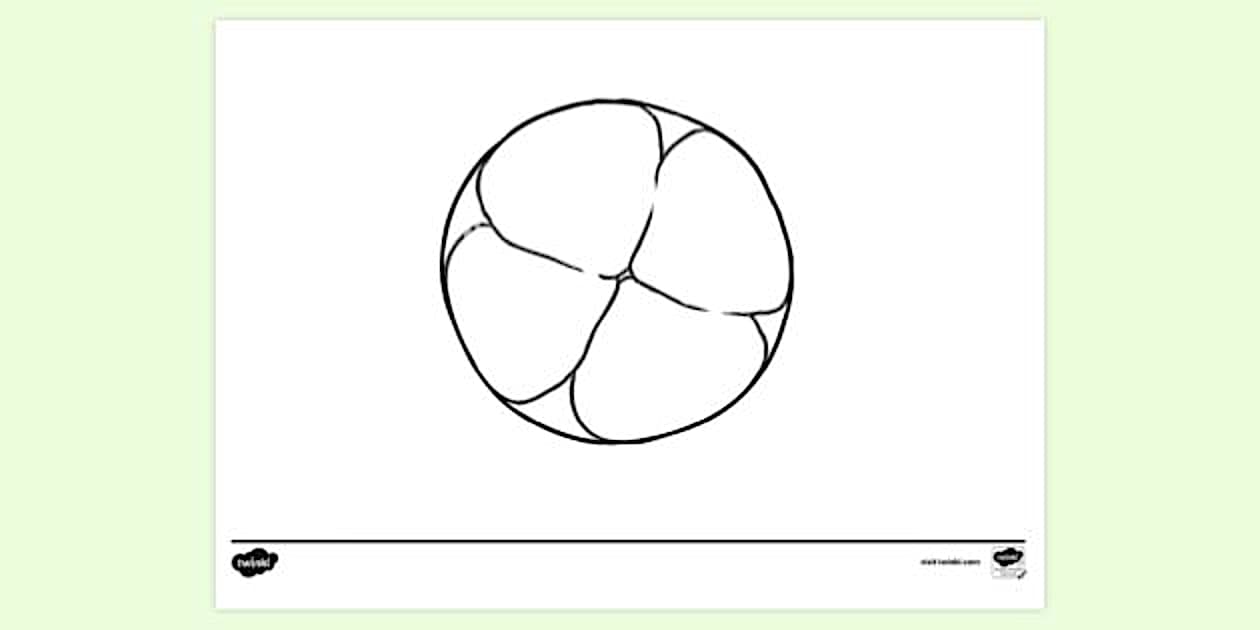 Cell Division Colouring Sheet (Teacher-Made) - Twinkl