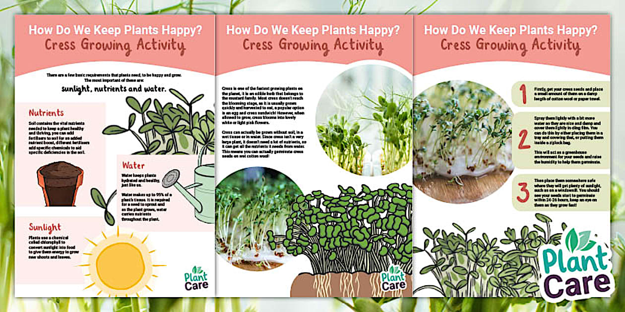 How do we keep plants happy? Cress Growing Activity - Twinkl