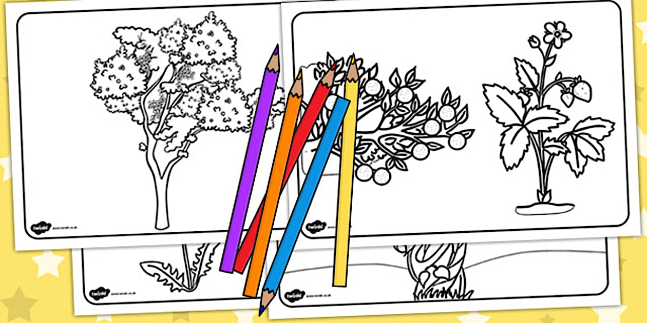 Plant Colouring Sheets (teacher made) - Twinkl