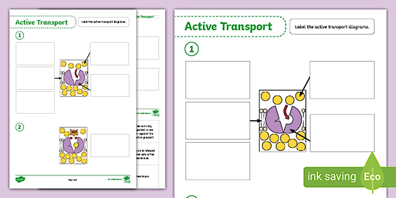 Active Transport Worksheet (teacher made) - Twinkl