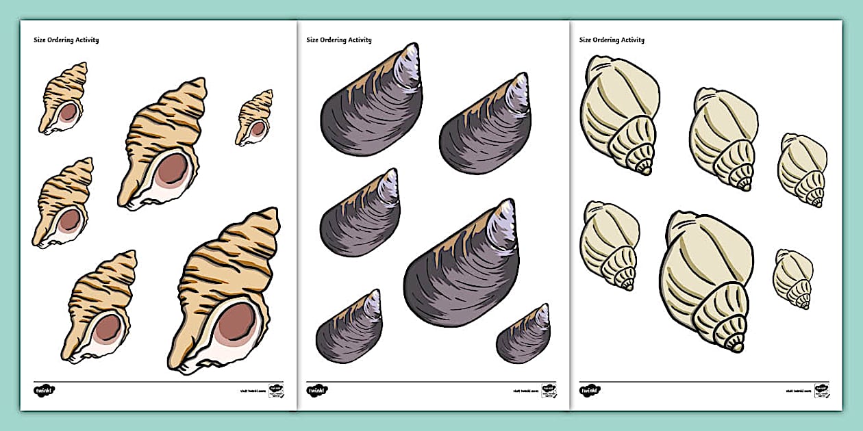 Under the Sea Shell Size Ordering (teacher made) - Twinkl