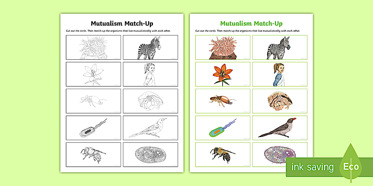 Mutualism Match-Up Worksheet (Teacher-Made) - Twinkl