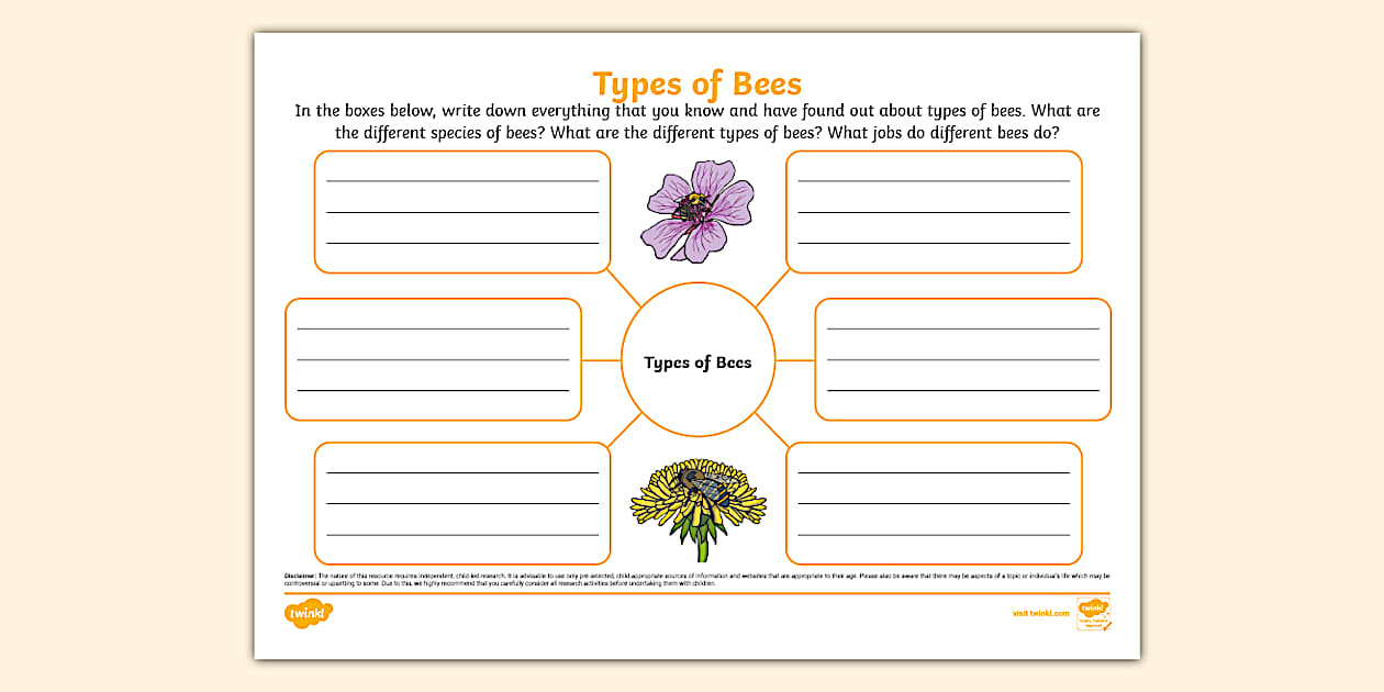 Types of Bees Mind Map (teacher made) - Twinkl