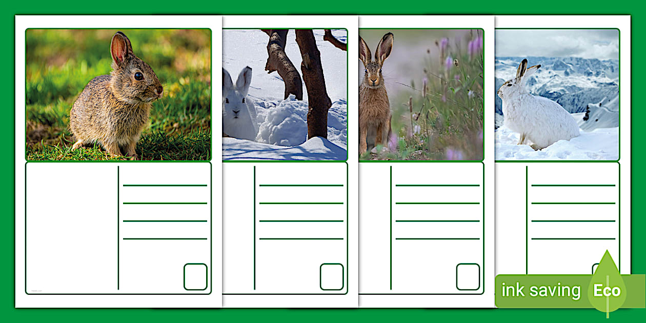 Hare Postcards | Twinkl | KS1 | Stationary | Printables