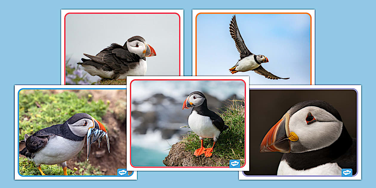 Puffin Photos (teacher made) - Twinkl